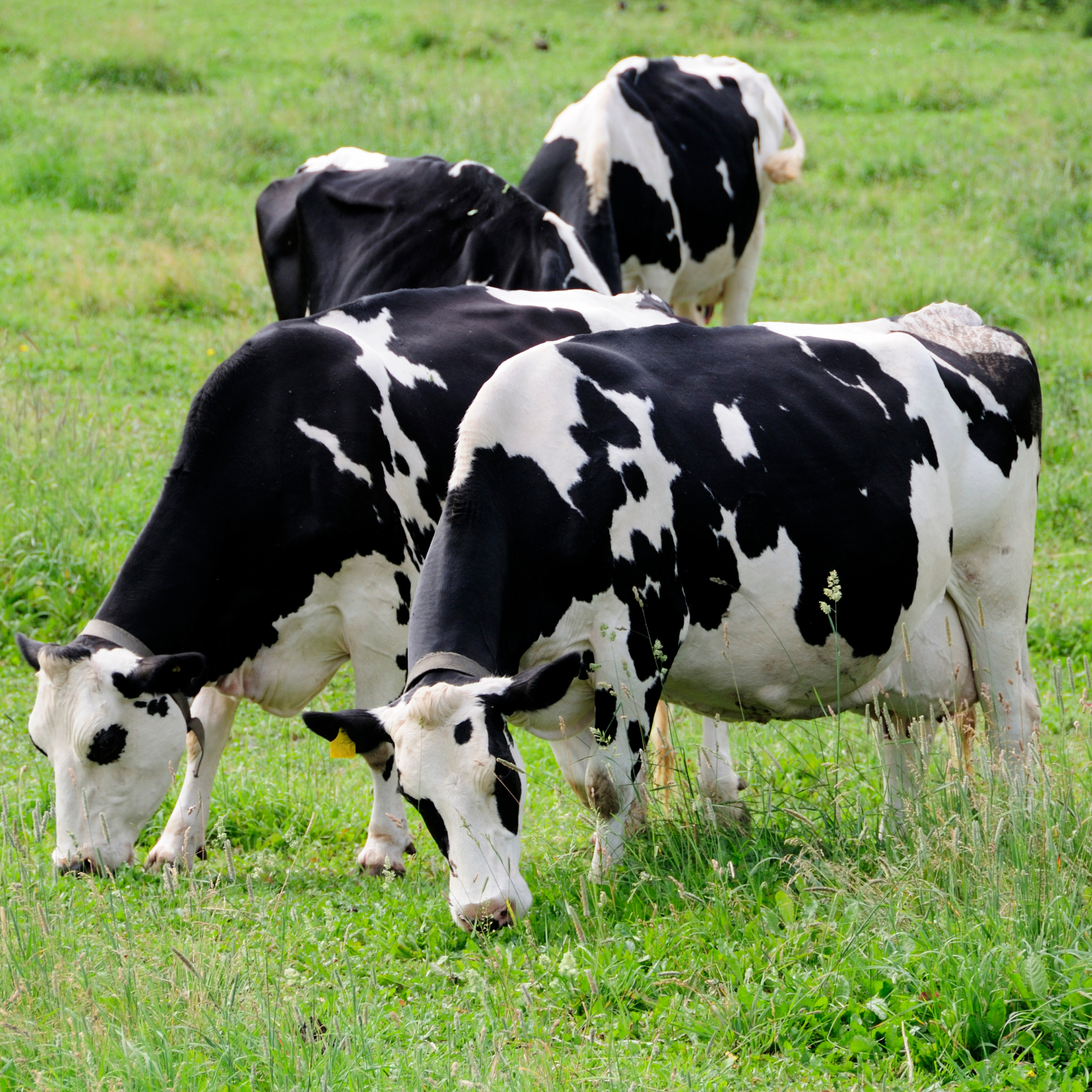 Dairy Cattle – OrlDen Products